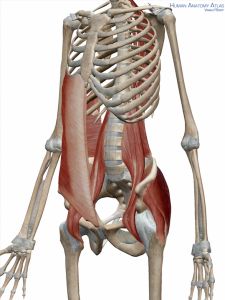 Core stability o allenamento funzionale? | MisterManager
