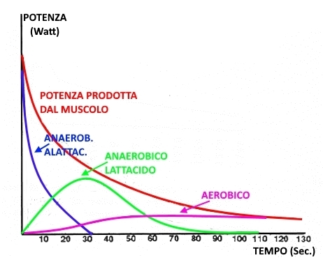 Fatica e Metabolismi Energetici: implicazioni nelle discipline sportive ...